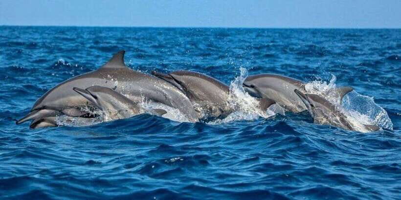 Dolphin Watching in Kalpitiya - What to Expect on Your Dolphin Watching Trip