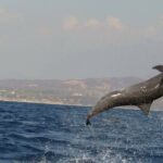 Dolphin Watching in Puerto Escondido - Practical Tips for Travelers
