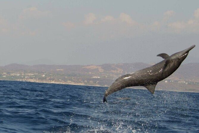 Dolphin Watching in Puerto Escondido - Practical Tips for Travelers