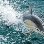 Dolphin & Whale Cruise - Practical Tips for the Trip