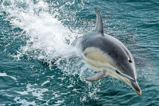 Dolphin & Whale Cruise - Practical Tips for the Trip