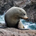 Dolphin & Wildlife Encounters - The Sum Up