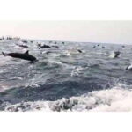 Dolphins and whales watching in Puerto Escondido. - What You Can Expect From This Tour