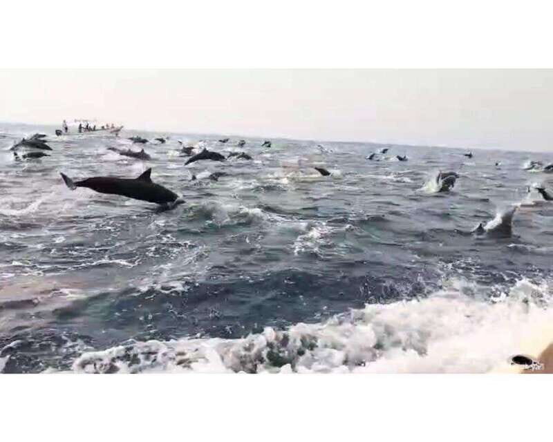 Dolphins and whales watching in Puerto Escondido. - What You Can Expect From This Tour