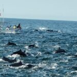 Dolphins,Turtles Watching - What to Expect from the Tour