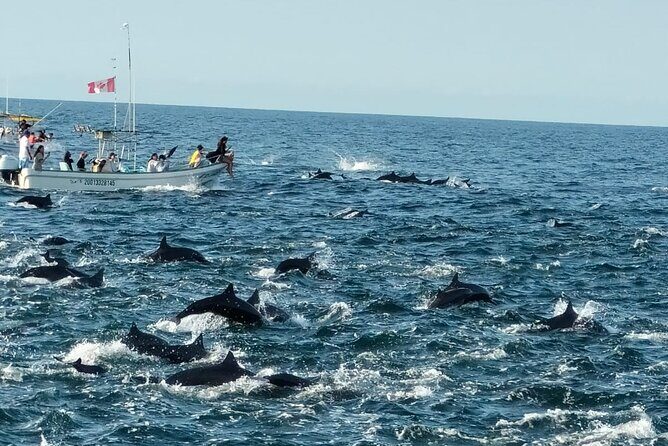 Dolphins,Turtles Watching - What to Expect from the Tour