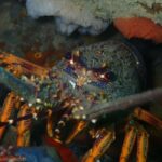 Double Boat Dive with Equipment - Key Points
