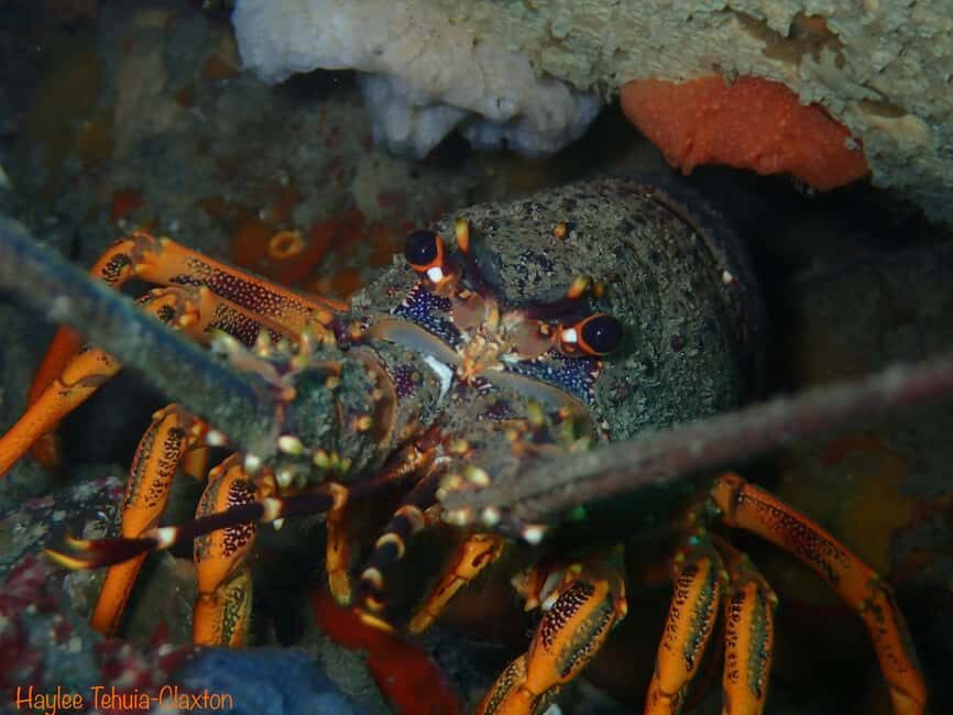 Double Boat Dive with Equipment - Key Points