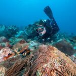 Double Dive to South Solitary Island Coffs Harbour - What Marine Life Will You See?