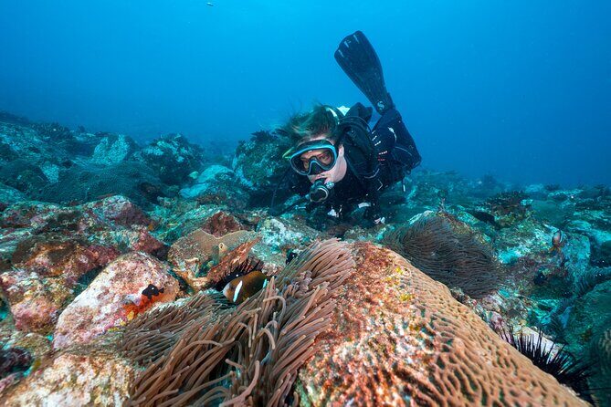 Double Dive to South Solitary Island Coffs Harbour - What Marine Life Will You See?