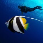 Double Diving Adventure Exploration for Certified Divers - The Experience in Detail: A Step-by-Step Look