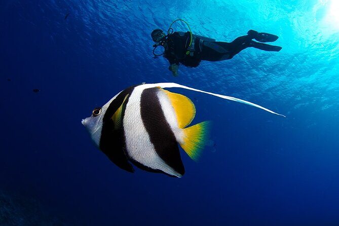 Double Diving Adventure Exploration for Certified Divers - The Experience in Detail: A Step-by-Step Look