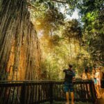 Double Pack-Ancient Rainforest and Waterfalls! - An In-Depth Look at the Tour