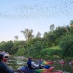 Downtown Houston Bat and Skyline Kayaking Tour - Why Choose This Tour?