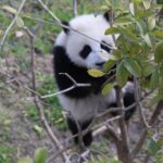 Dujingyan Panda Sanctuary Half day tour option panda volunteer - Why This Tour Delivers Great Value