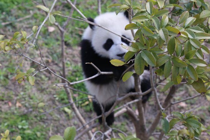 Dujingyan Panda Sanctuary Half day tour option panda volunteer - Why This Tour Delivers Great Value