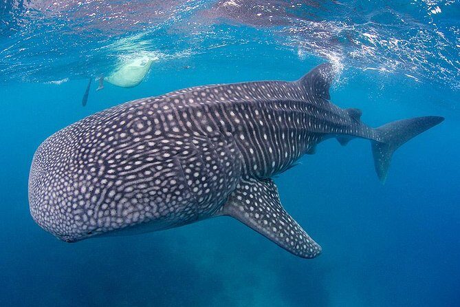 Dumaguete Oslob Whaleshark Tour - Is the Tour Good Value?