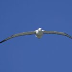 Dunedin: City Highlights and Otago Peninsula Scenery - Transportation and Group Size