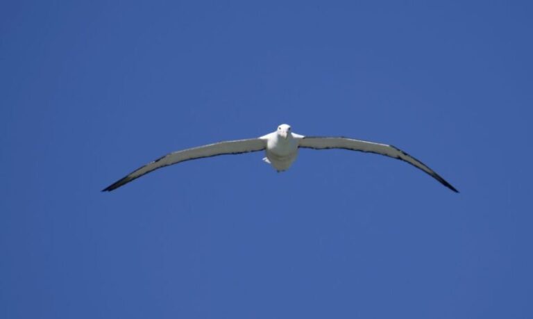 Dunedin: City Highlights and Otago Peninsula Scenery - Transportation and Group Size
