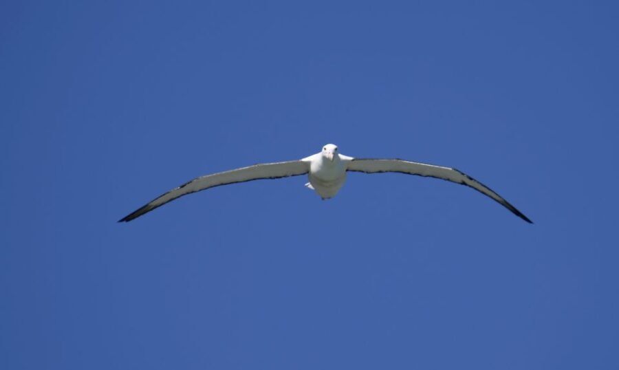 Dunedin: City Highlights and Otago Peninsula Scenery - Transportation and Group Size