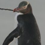 Dunedin City Highlights, Otago Peninsula Scenery & a Guided Penguin Reserve Tour - Wildlife Encounters: Realities and Rewards