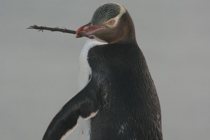 Dunedin City Highlights, Otago Peninsula Scenery & a Guided Penguin Reserve Tour - Wildlife Encounters: Realities and Rewards