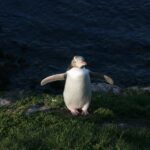 Dunedin: Otago Peninsula with Guided Penguin Tour - The Value of a Guided Small-Group Experience