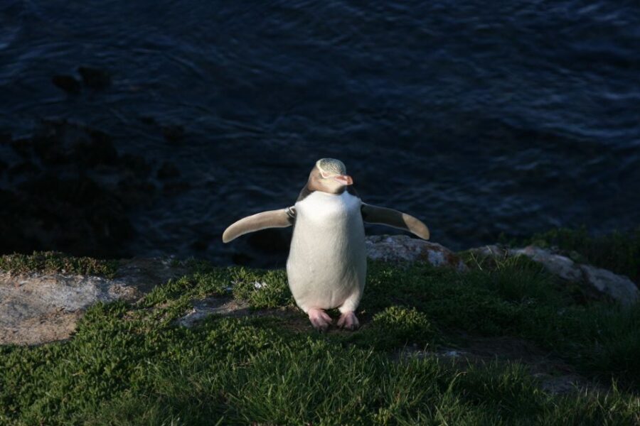 Dunedin: Otago Peninsula with Guided Penguin Tour - The Value of a Guided Small-Group Experience
