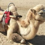 Dunhuang Private Camel Riding in the Gobi Desert - Who Is This Tour Best For?