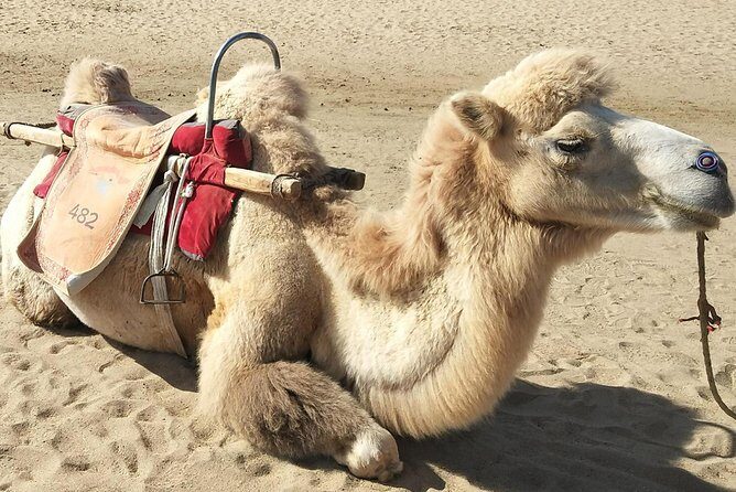 Dunhuang Private Camel Riding in the Gobi Desert - Who Is This Tour Best For?