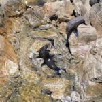 Dunsborough Eco and Snorkel Boat Tour - What’s Included and What You Should Bring