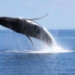 Dunsborough: Whale Watching Tour - Analyzing the Cost and Experience Value