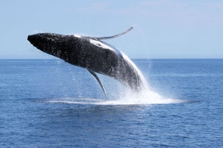 Dunsborough: Whale Watching Tour - Analyzing the Cost and Experience Value