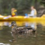 Dwellingup: Paddle and Picnic self-guided tour - The Canoe Experience: What to Expect