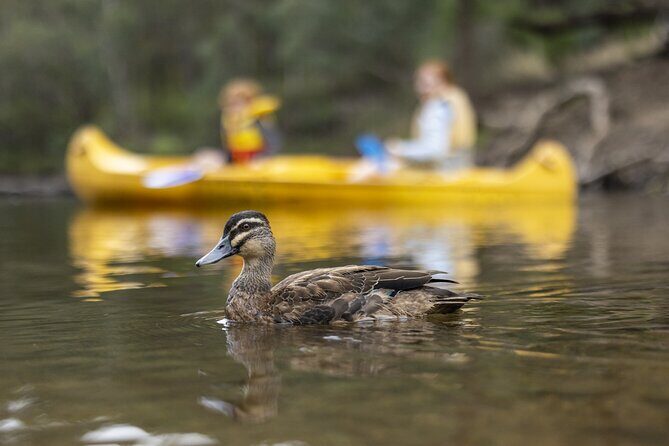 Dwellingup: Paddle and Picnic self-guided tour - The Canoe Experience: What to Expect