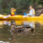 Dwellingup: Paddle 'n' Picnic Self-Guided Tour - The Sum Up