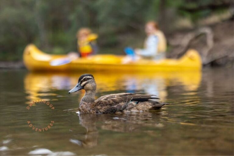 Dwellingup: Paddle 'n' Picnic Self-Guided Tour - The Sum Up