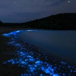 Eastsound: Orcas Island Bioluminescent Kayak Tour - Authentic Reviews and What They Say