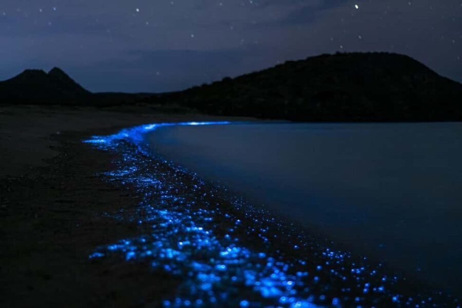 Eastsound: Orcas Island Bioluminescent Kayak Tour - Authentic Reviews and What They Say