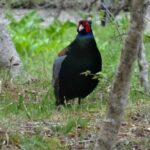 Easygoing Nature Walk in Hakone Tour - Final Thoughts