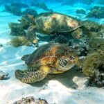 Eco Kayak Excursion in Moorea Lagoon for a Day - The Itinerary in Detail