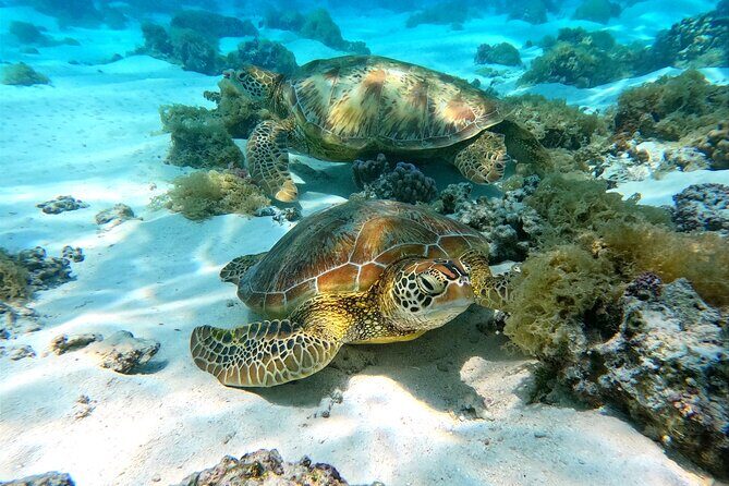 Eco Kayak Excursion in Moorea Lagoon for a Day - The Itinerary in Detail
