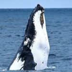 Educational Whale Watching Tour from Perth - The Ride Out: Expectation vs. Reality
