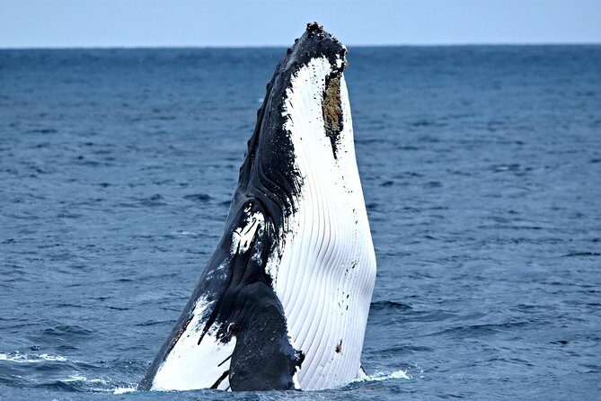 Educational Whale Watching Tour from Perth - The Ride Out: Expectation vs. Reality