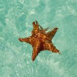 El cielo Cozumel From Cancún and round Transfer with Lunch - The Value Proposition and Cost