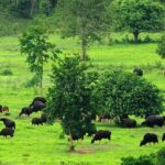 Elephant and Animal Watching in Kuiburi National Park - Join Afternoon Tour - The Itinerary Breakdown