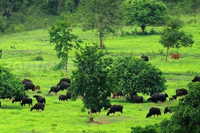 Elephant and Animal Watching in Kuiburi National Park - Join Afternoon Tour - The Itinerary Breakdown