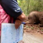 Elephant and Gibbon Encounters - 5days/4nights - The Sum Up