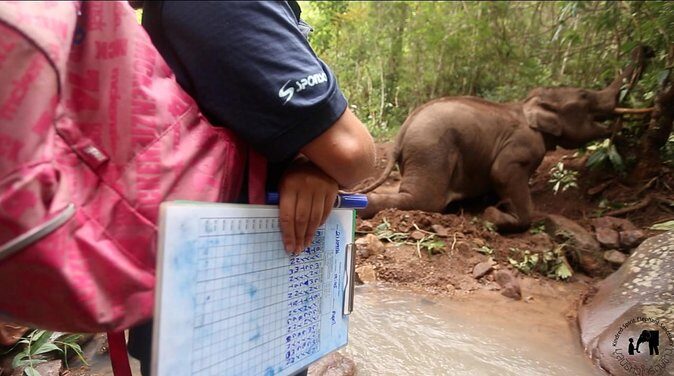Elephant and Gibbon Encounters - 5days/4nights - The Sum Up