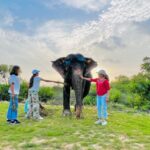 Elephant Sanctuary for Best elephant experience in Jaipur - What You Can Expect on the Tour